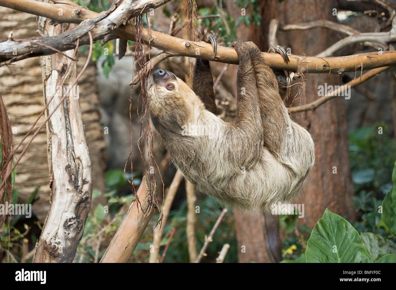 Sloth - hanging at branch Stock Photo - Alamy