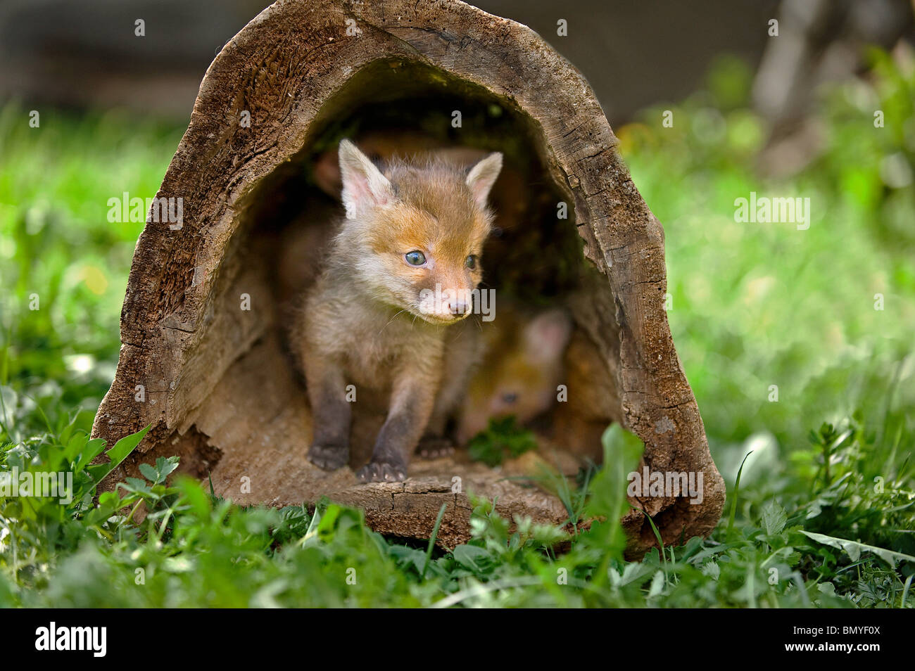young red fox / Vulpes vulpes Stock Photo - Alamy