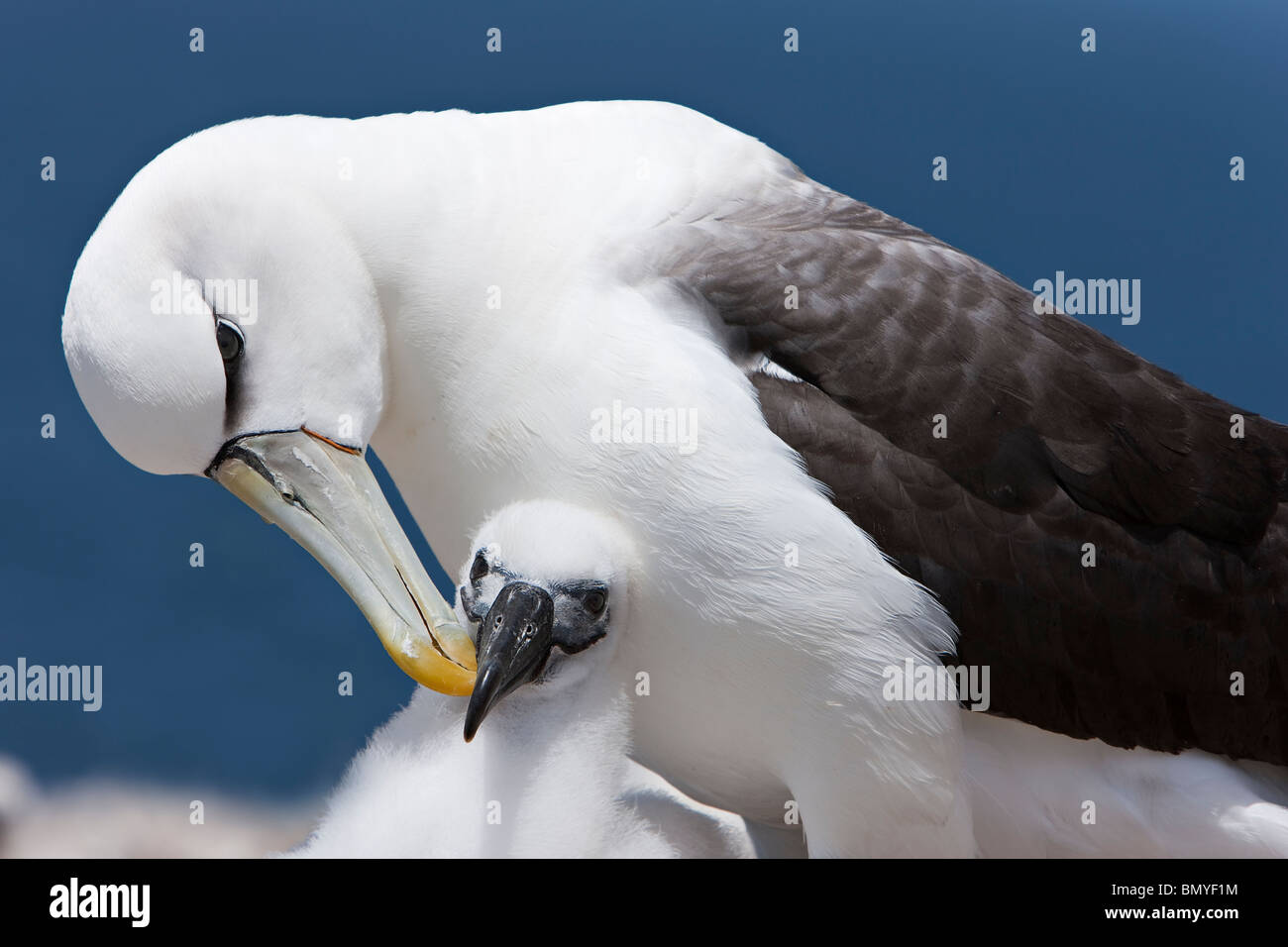 Shy Albatross Thalassarche cauta preening chick Stock Photo - Alamy