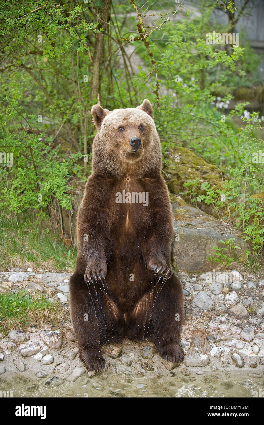 Sitting bear hi-res stock photography and images - Alamy