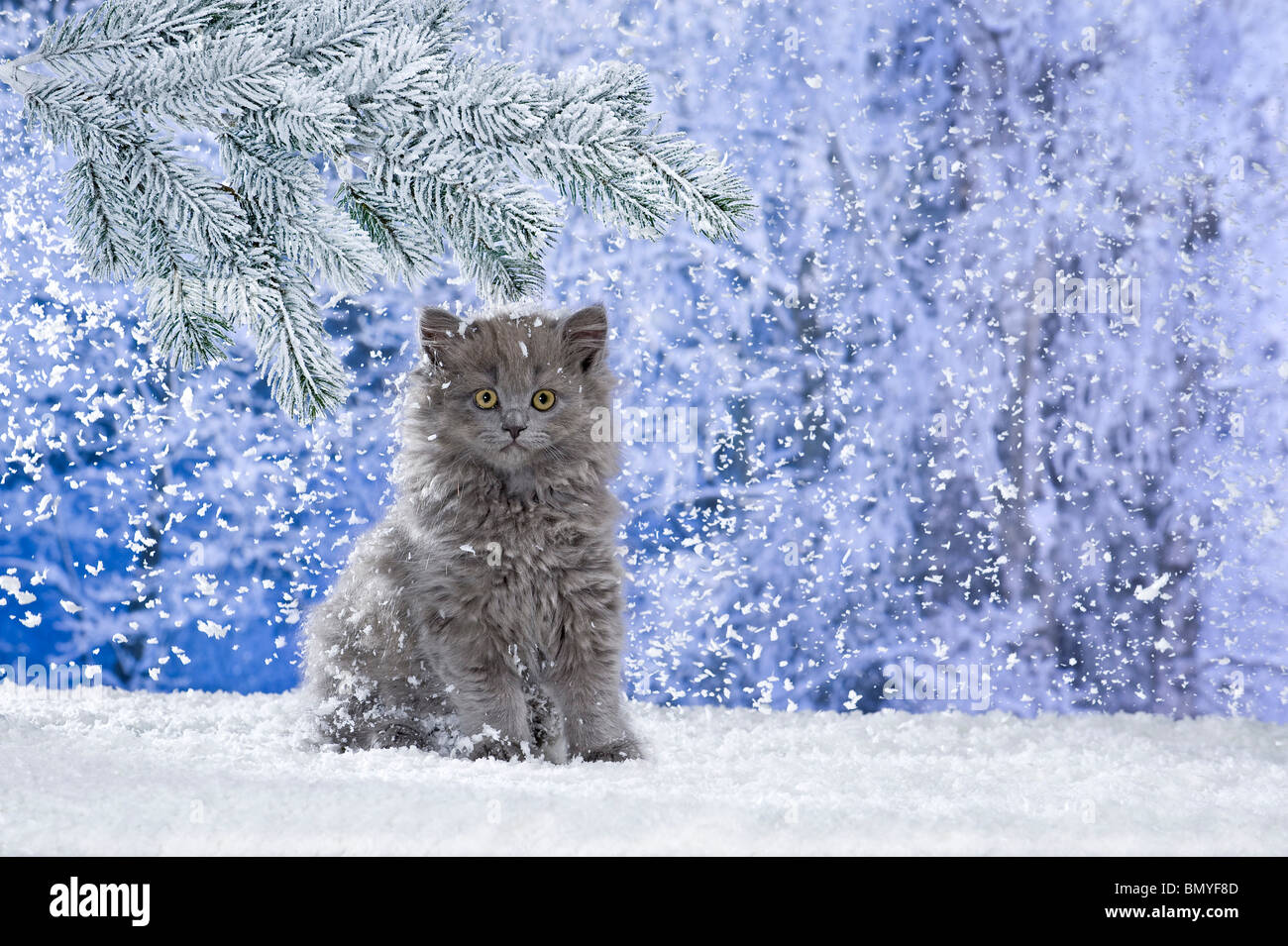 Highlander cat kitten sitting snow Stock Photo - Alamy