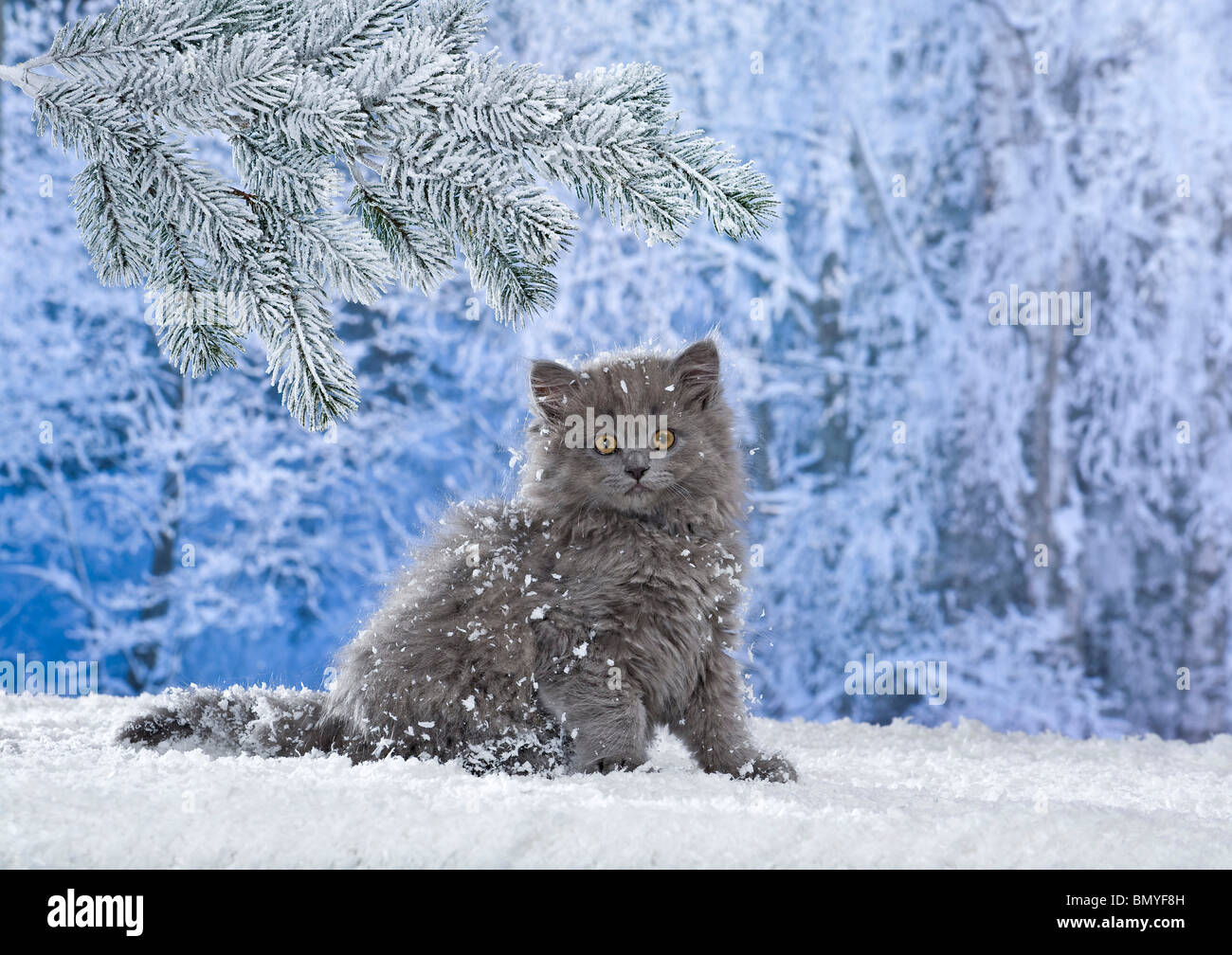 Highlander cat kitten sitting snow Stock Photo - Alamy