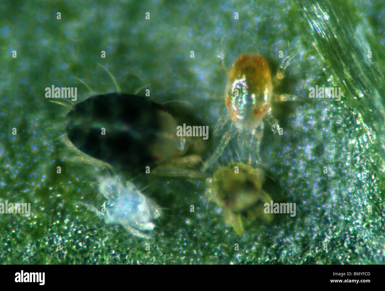 Predatory mite (Typhlodromus pyri) feeding on Panonychus ulmi prey mite ...