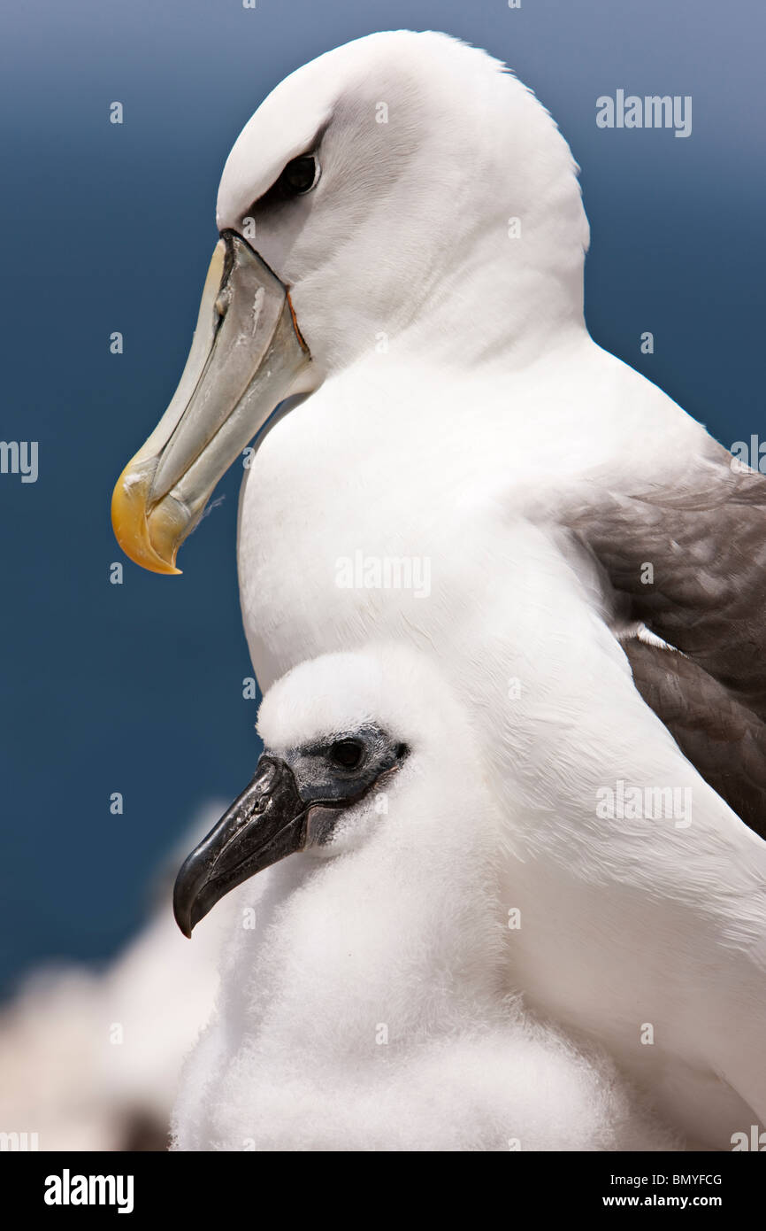 Shy Albatross Thalassarche cauta and chick Stock Photo - Alamy