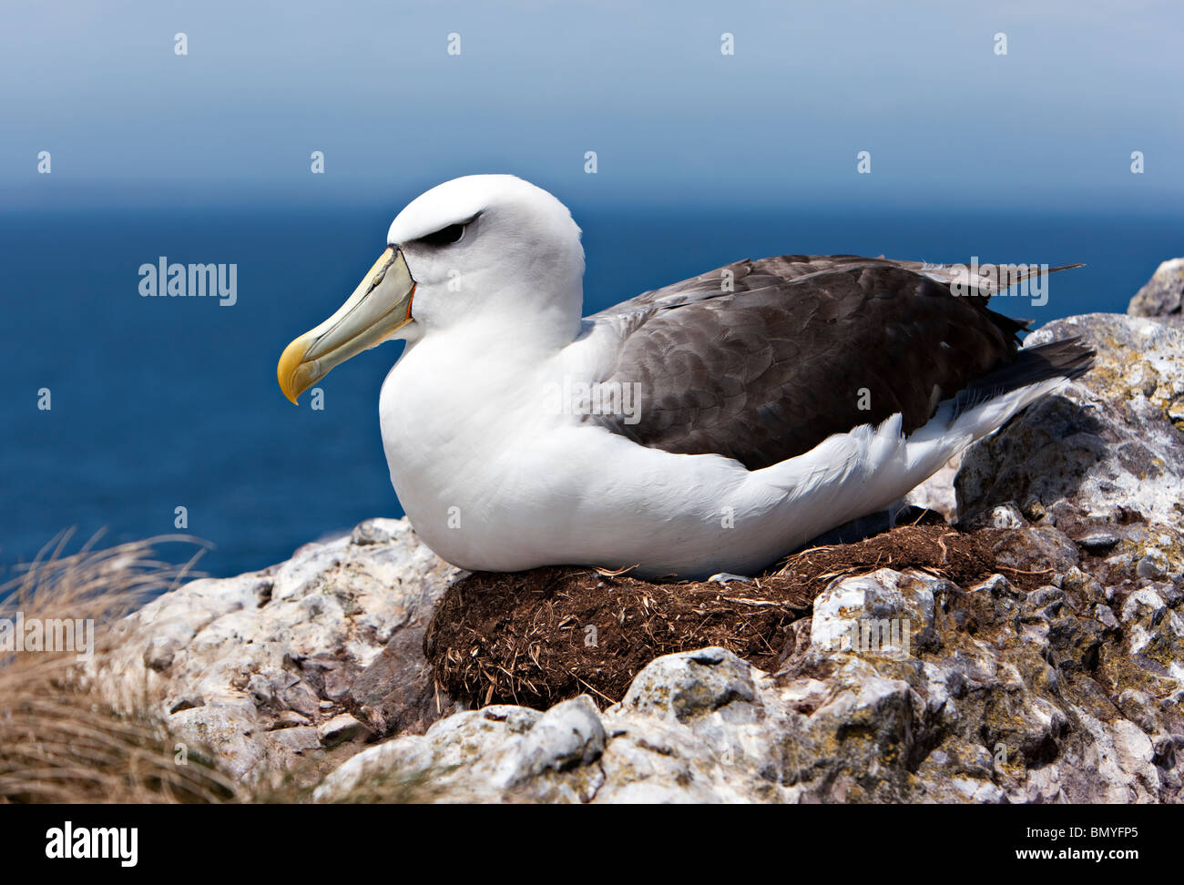 Shy Albatross Thalassarche cauta sits on nest Stock Photo - Alamy