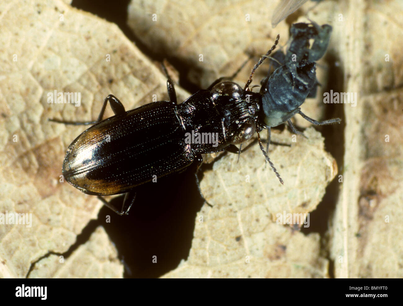 Predatory ground beetle (Notiophilus biguttatus) attacking black bean ...
