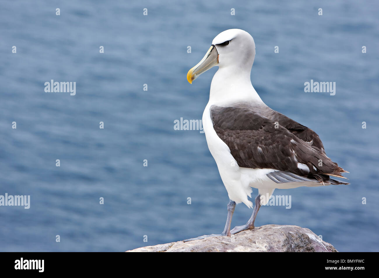 Shy Albatross Thalassarche cauta Stock Photo - Alamy