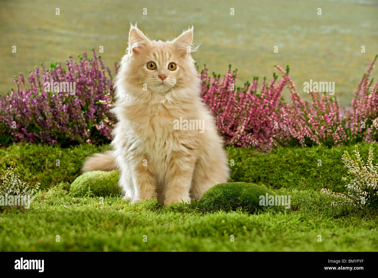 Maine Coon cat (creme tabby) sitting Stock Photo - Alamy