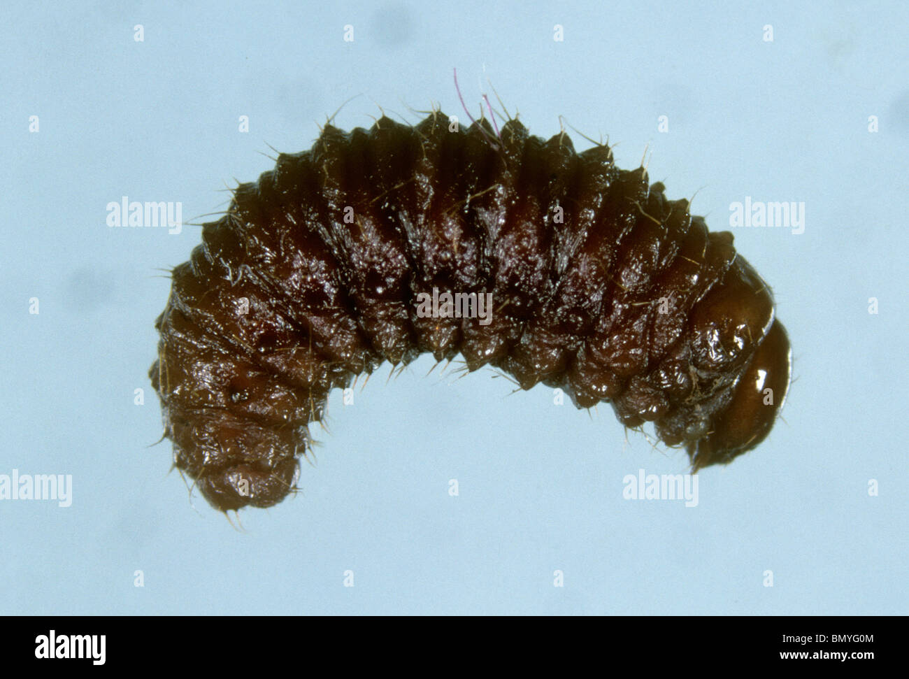 Curculionidae larva hi-res stock photography and images - Alamy