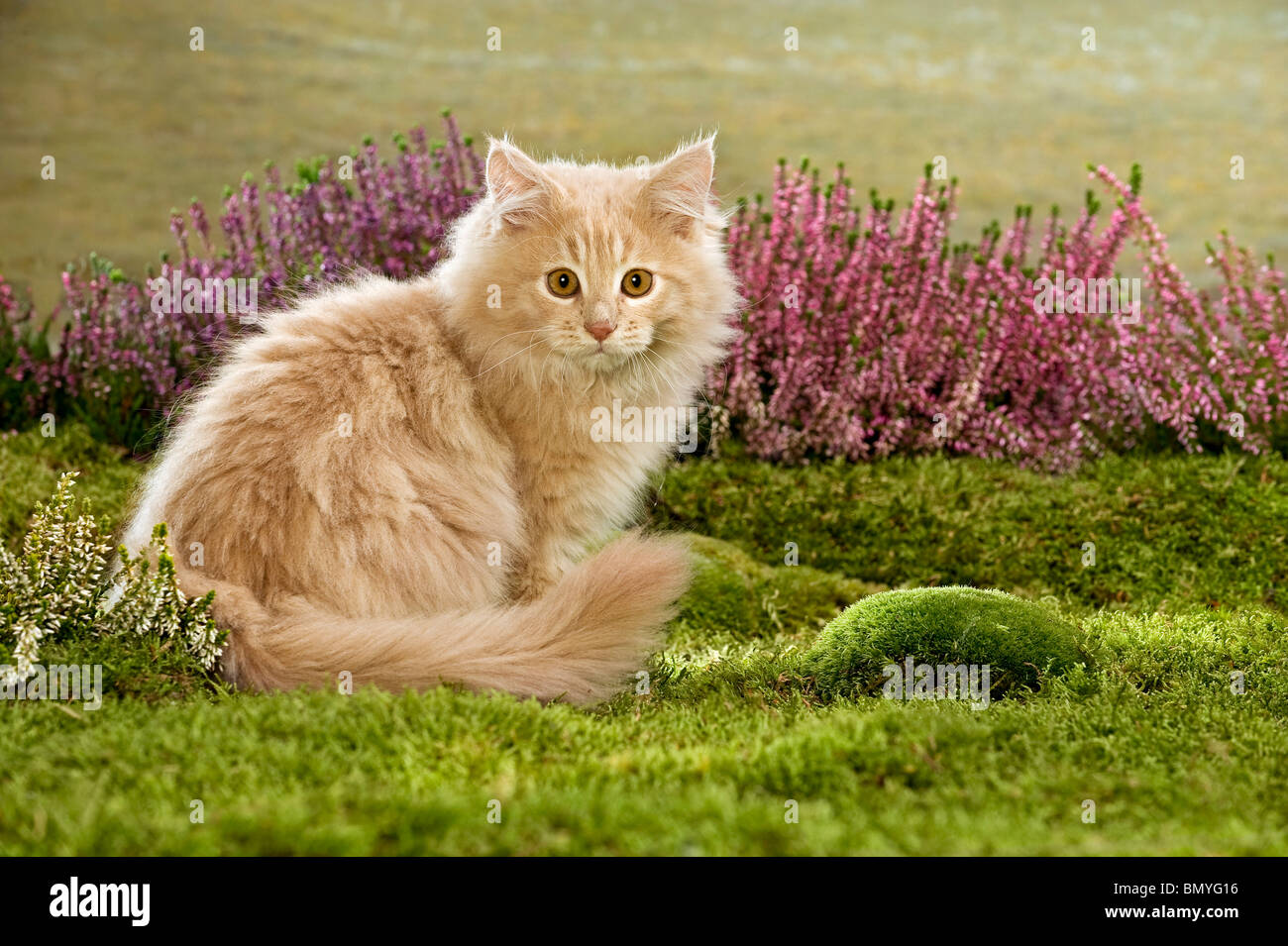 Maine Coon cat (creme tabby) sitting Stock Photo - Alamy