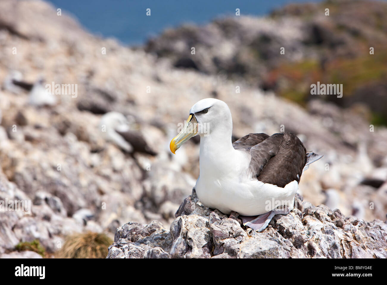 Shy Albatross Thalassarche cauta Stock Photo - Alamy