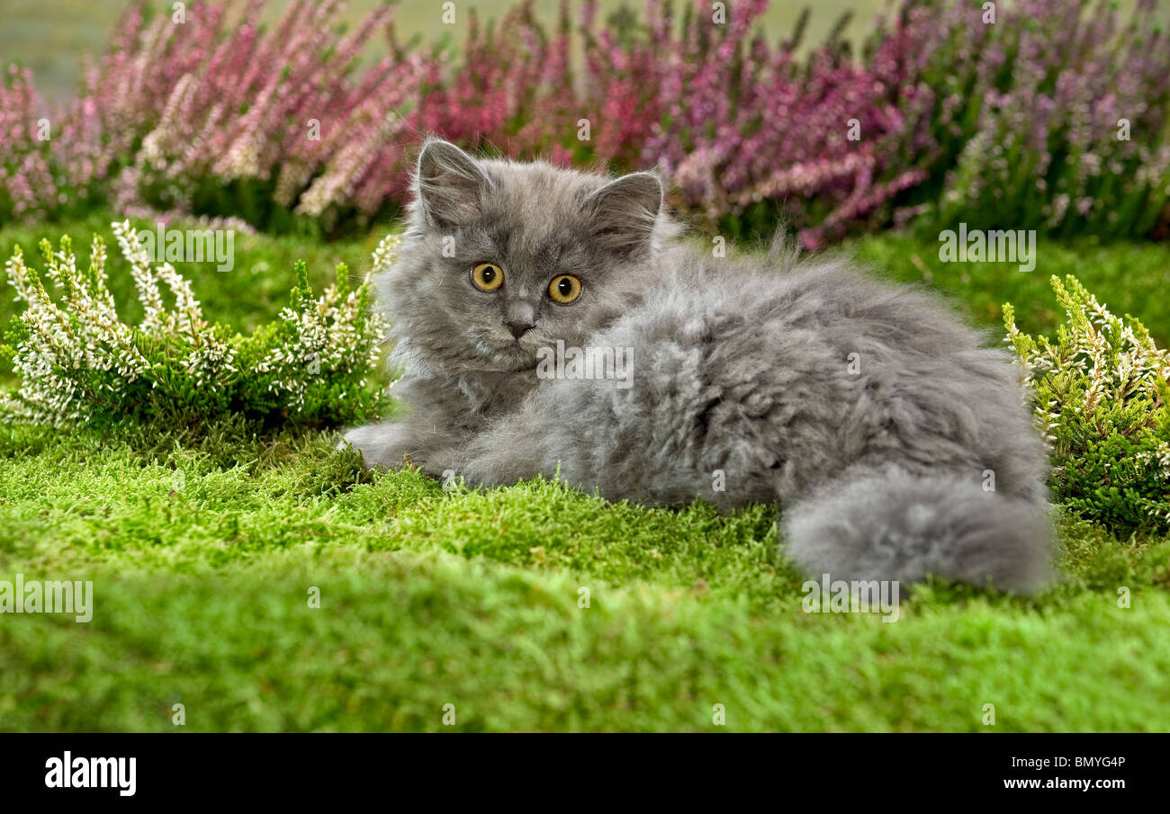 Highlander cat kitten lying meadow Stock Photo - Alamy
