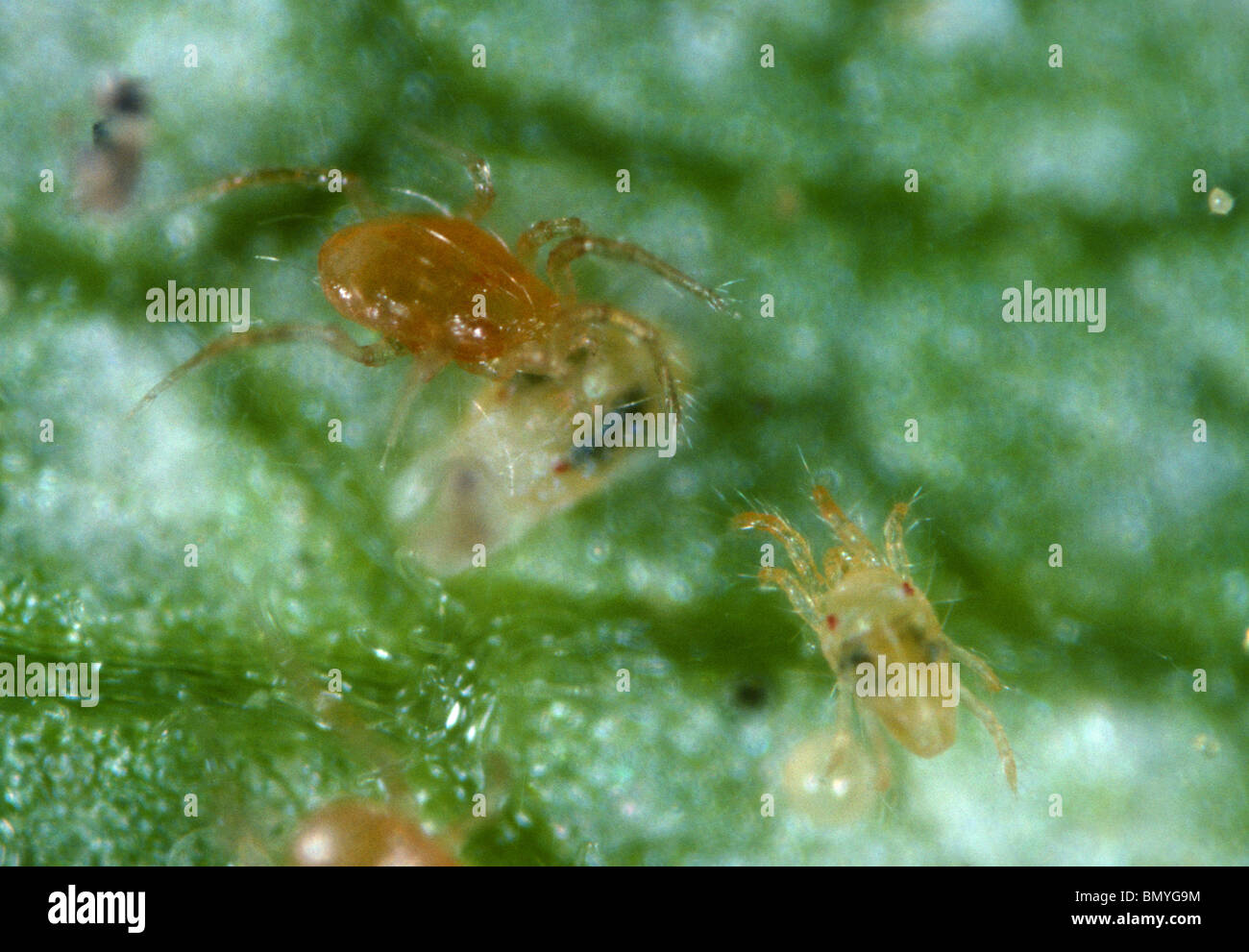 Predatory mite hi-res stock photography and images - Alamy