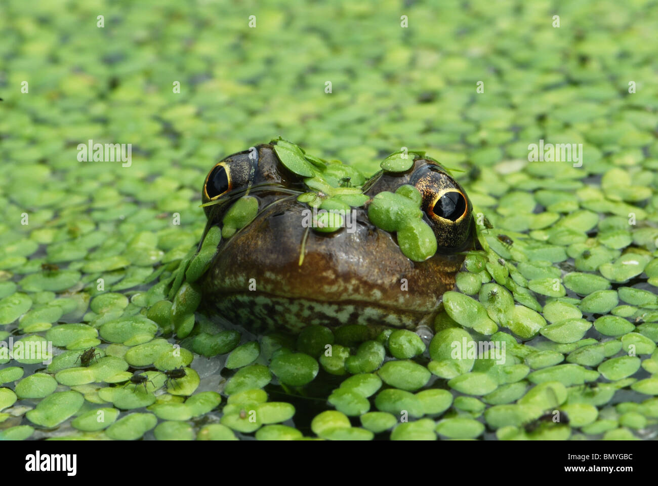 Common Frog Rana temporaria half hidden in duckweed Lemna minor Stock ...