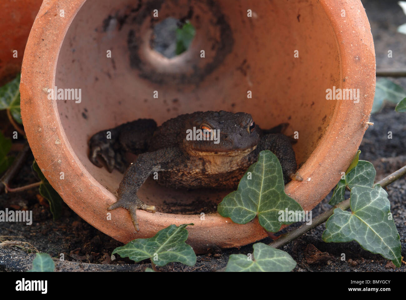 Common Toad in flower pot in garden shed/greenhouse Stock Photo - Alamy