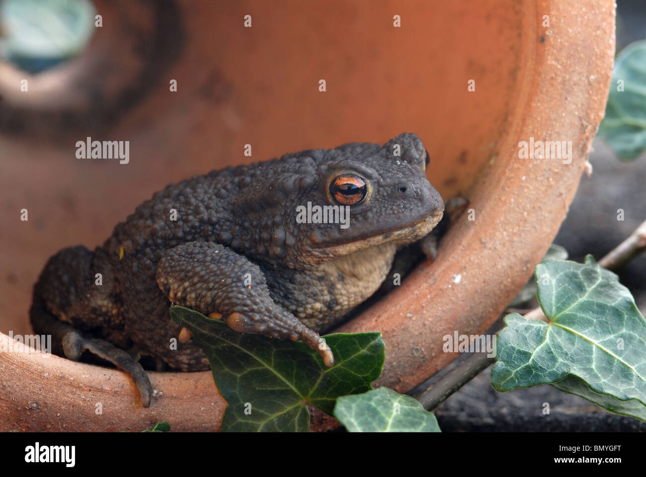 Common Toad in flower pot in garden shed/greenhouse Stock Photo - Alamy
