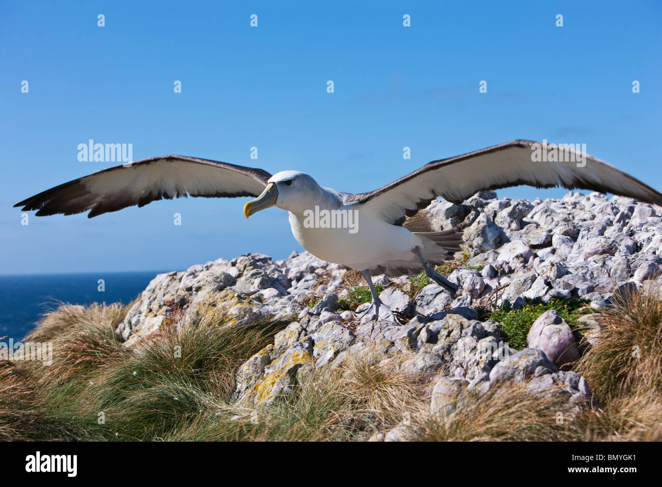 Shy Albatross Thalassarche cauta takes flight Stock Photo - Alamy