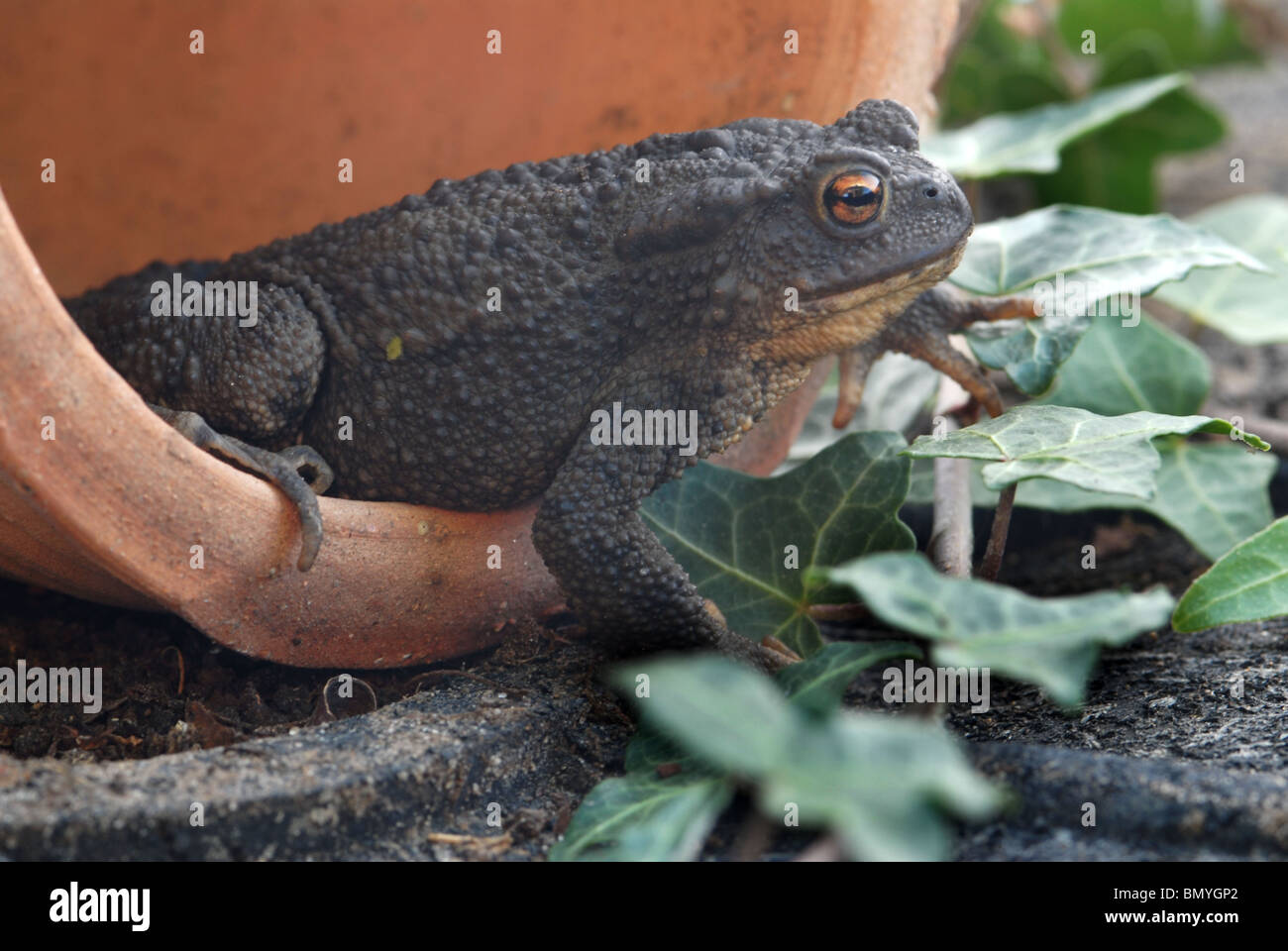 Common Toad in flower pot in garden shed/greenhouse Stock Photo - Alamy