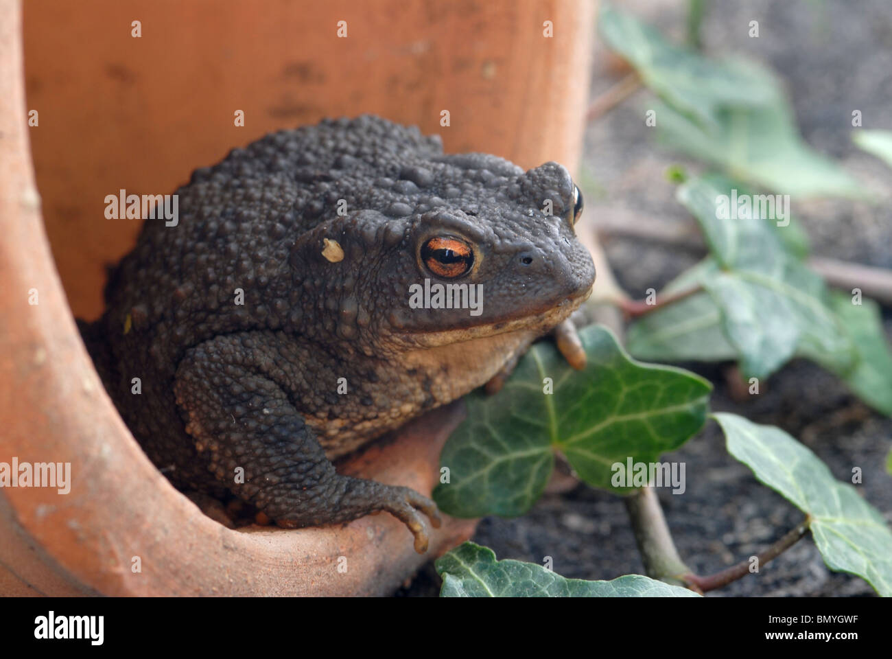 Common Toad in flower pot in garden shed/greenhouse Stock Photo - Alamy