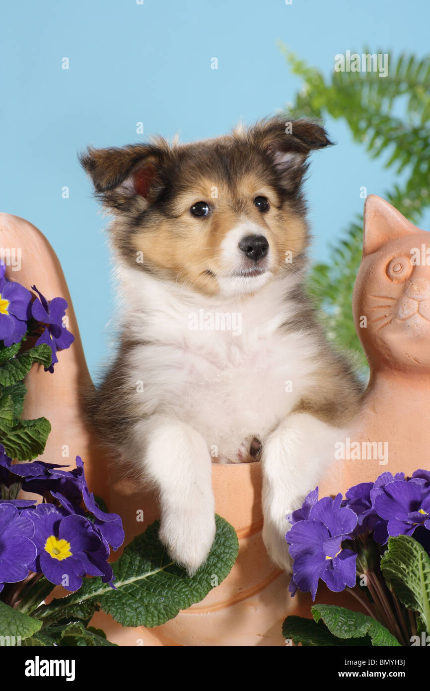 Sheltie dog puppy sitting pot Stock Photo - Alamy
