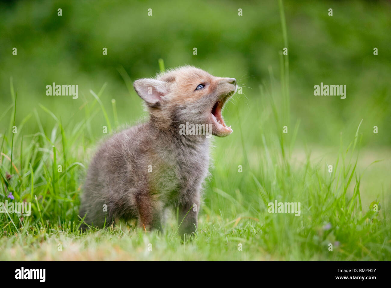 young Red Fox sitting meadow / Vulpes vulpes Stock Photo - Alamy