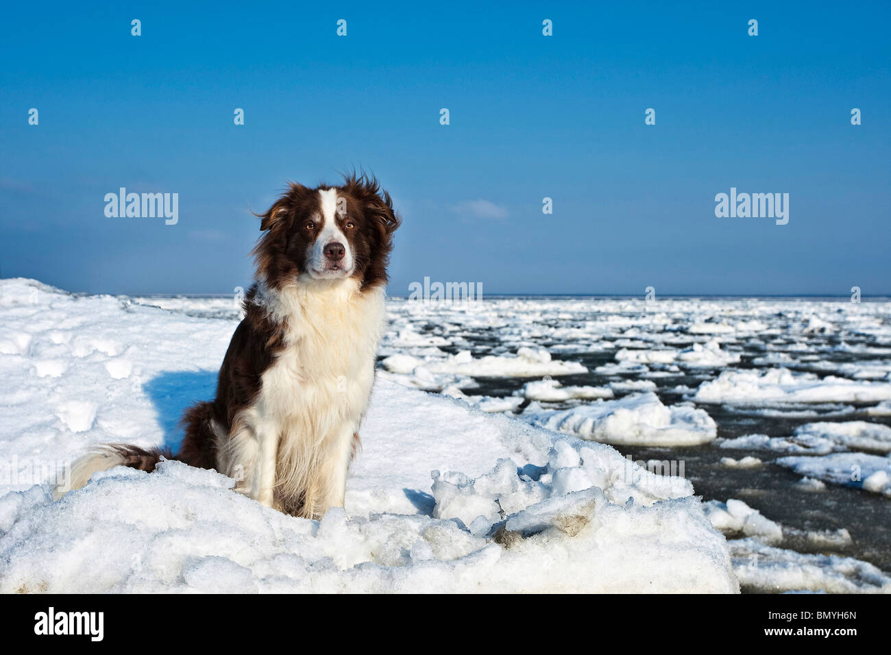Border Collie dog sitting ice floe Stock Photo - Alamy