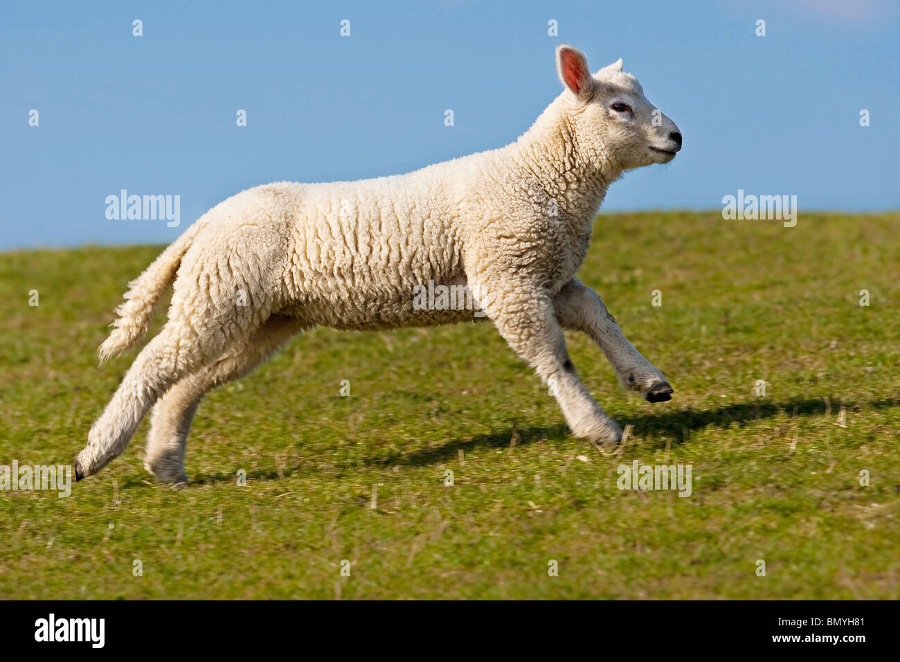 Lamb running hi-res stock photography and images - Alamy