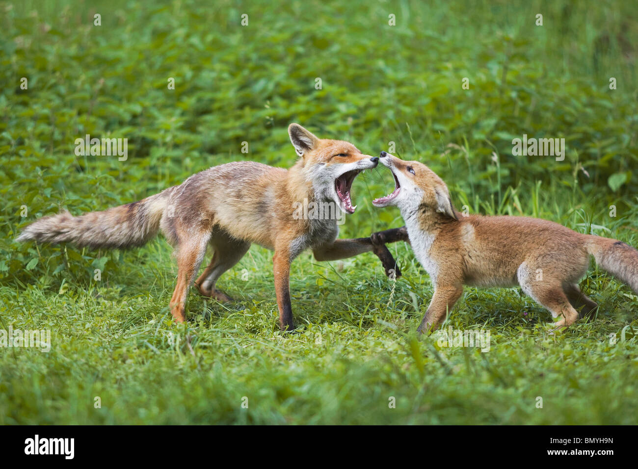 two Red Foxes fighting / Vulpes Vulpes Stock Photo - Alamy