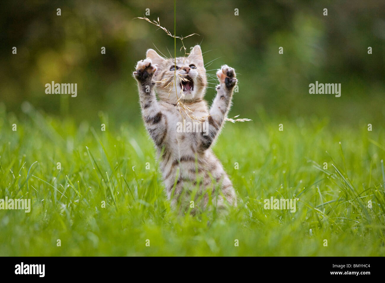 Kittens playing outside in grass hi-res stock photography and images ...