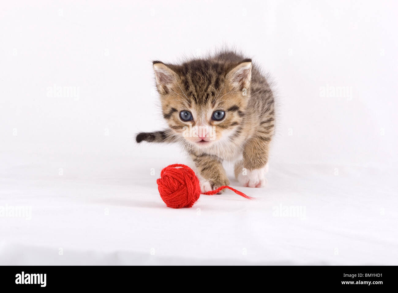 domestic cat kitten playing with wool Stock Photo - Alamy