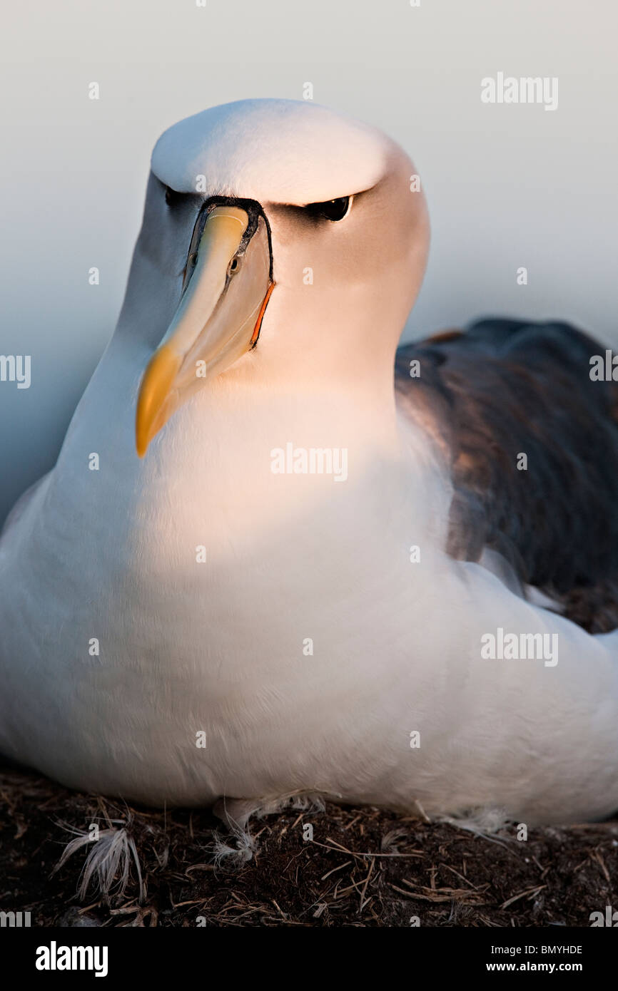 Shy Albatross Thalassarche cauta on nest Stock Photo - Alamy