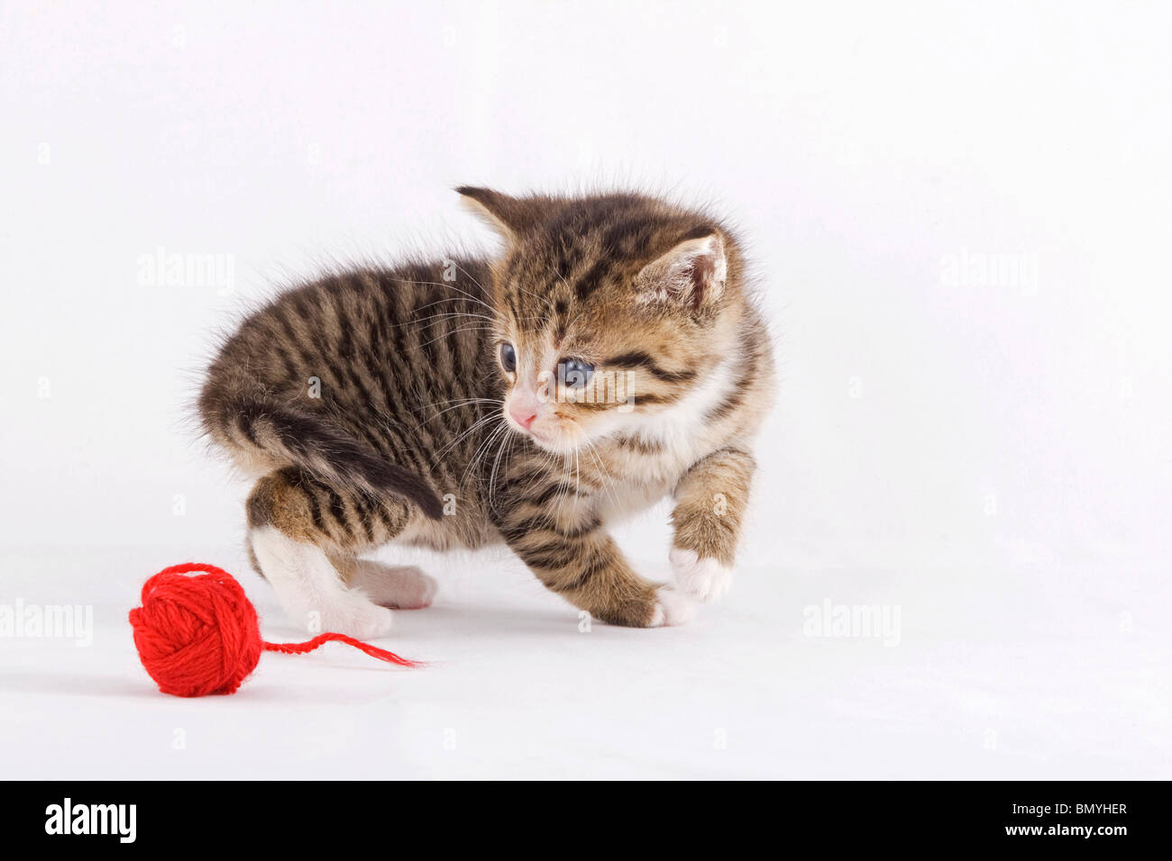 Kittens playing with wool hi-res stock photography and images - Alamy