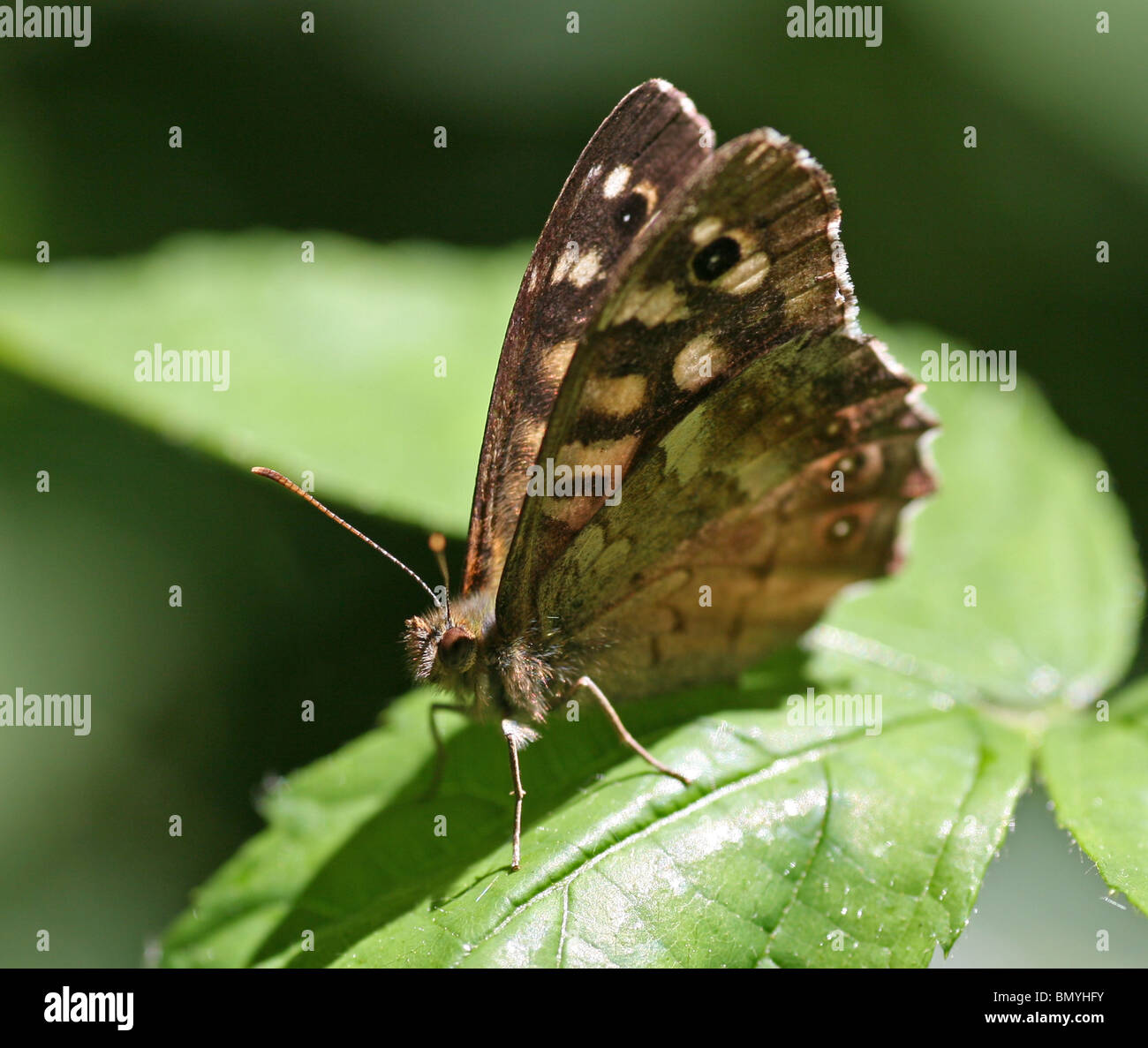 Speckled Wood (Pararge aegeria) butterfly Stock Photo - Alamy