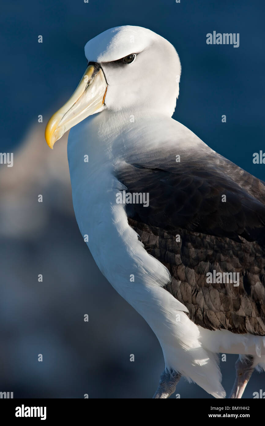 Shy Albatross Thalassarche cauta Stock Photo - Alamy