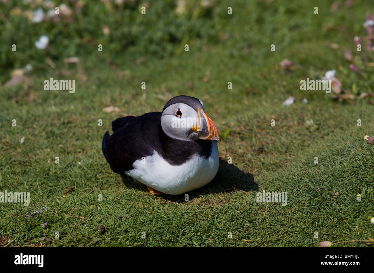 A puffin resting on the grass at Skomer island Stock Photo - Alamy