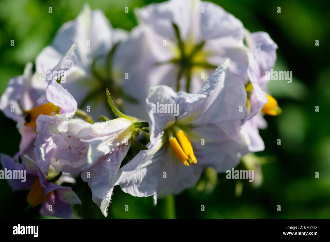 Stock photo of a Potato flower Stock Photo - Alamy
