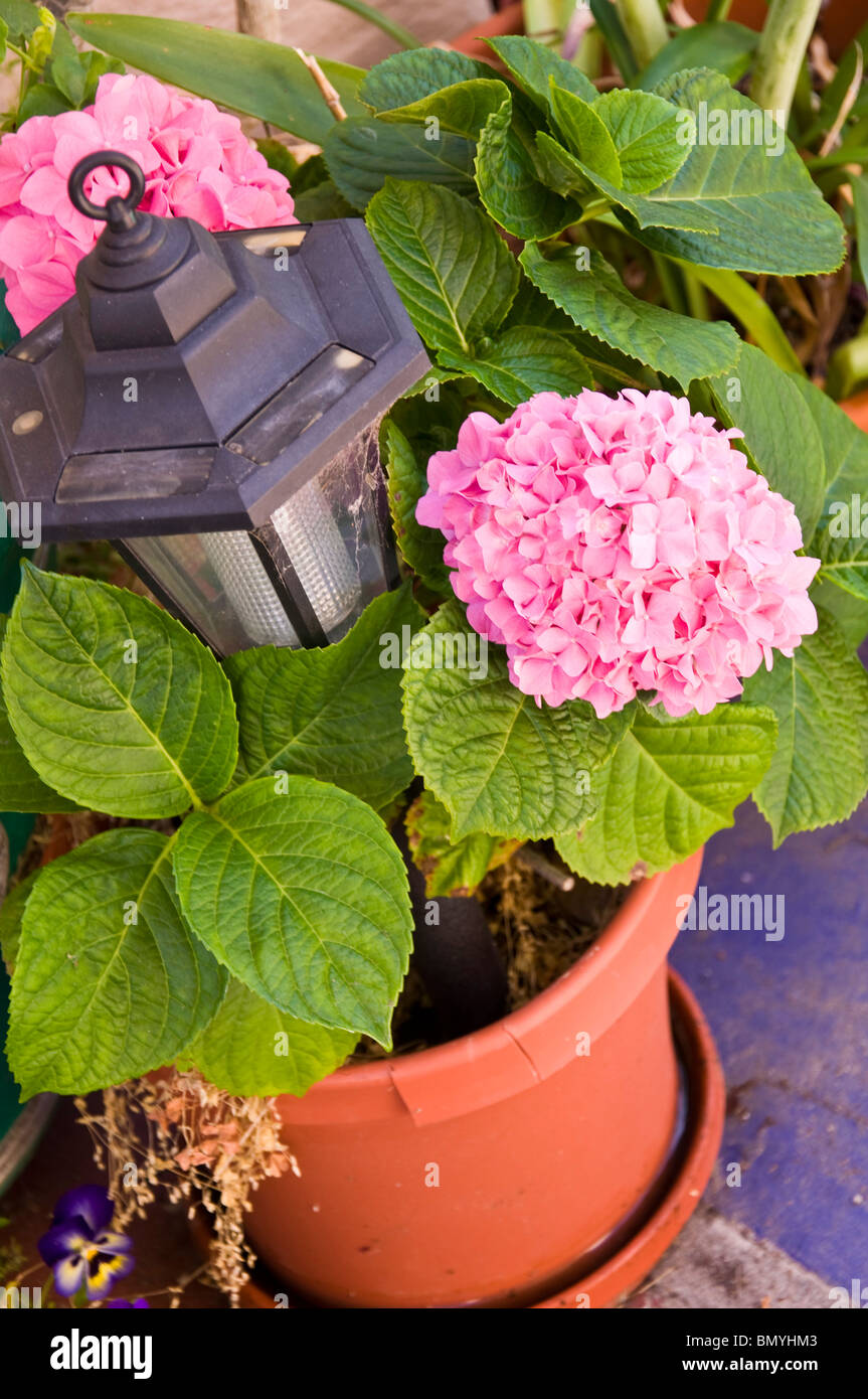 Flower and lantern Stock Photo - Alamy