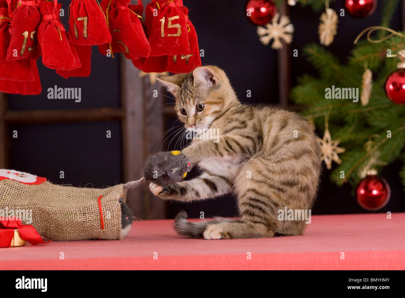 Domestic cat kitten pulling cuddly toy hi-res stock photography and ...