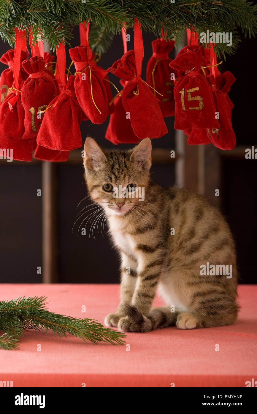 Christmas: domestic cat kitten sitting under Advent calendar Stock ...