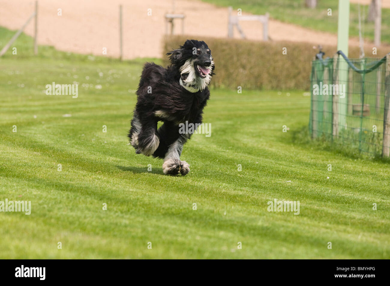 Afghan Hound dog running Stock Photo - Alamy
