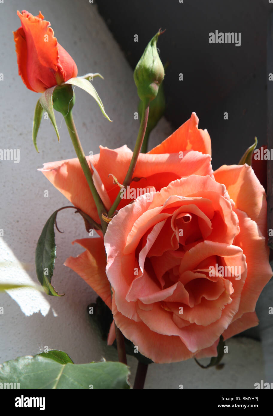 Hybrid Tea Rose High Resolution Stock Photography and Images - Alamy