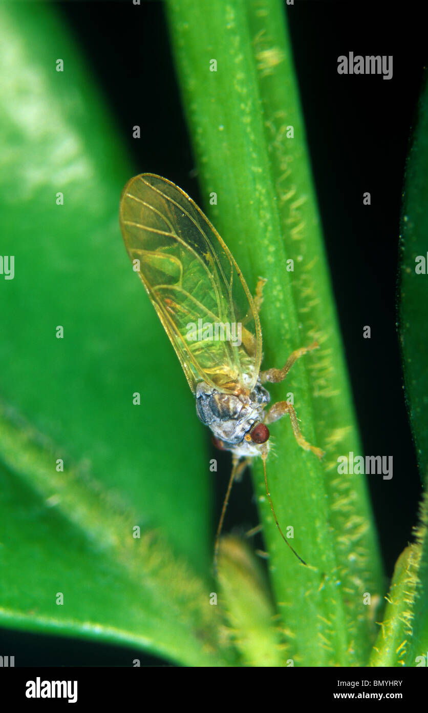 Buxus hedges hi-res stock photography and images - Alamy