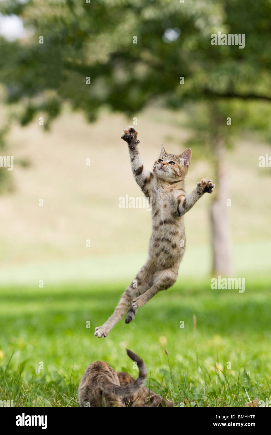domestic cat kitten jumping Stock Photo - Alamy
