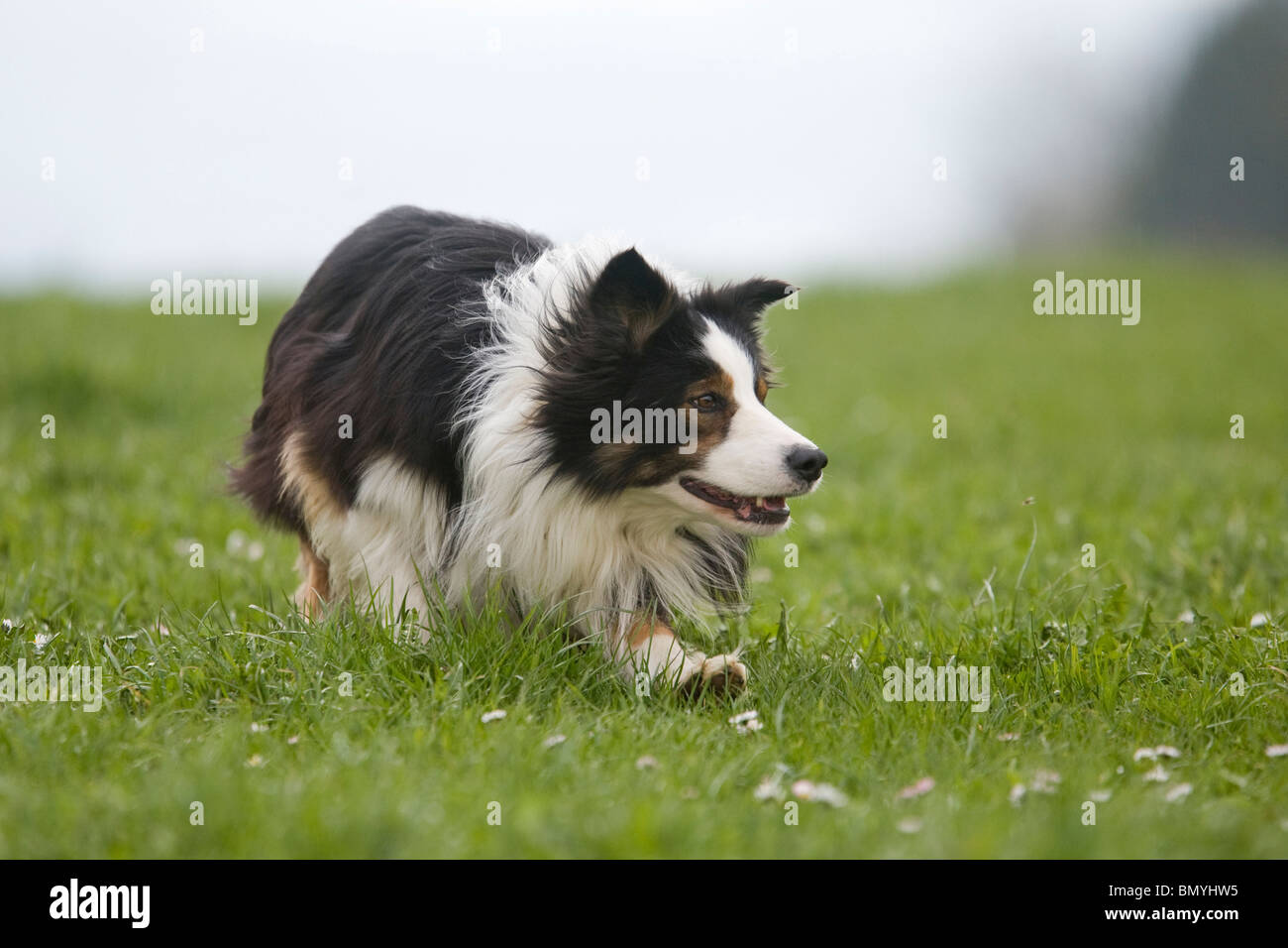 Border Collie dog creeping meadow Stock Photo - Alamy
