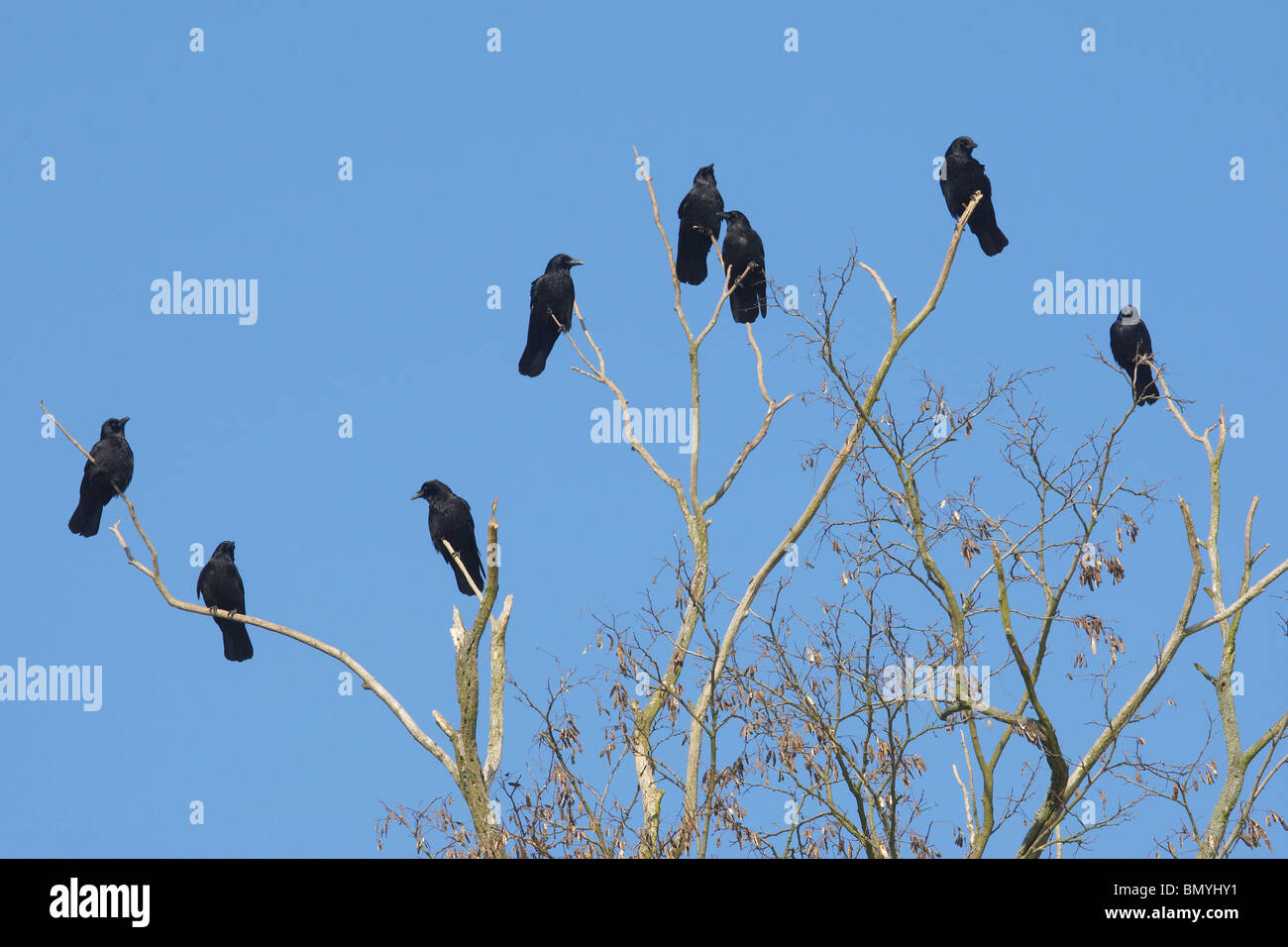 Crows in treetop hi-res stock photography and images - Alamy