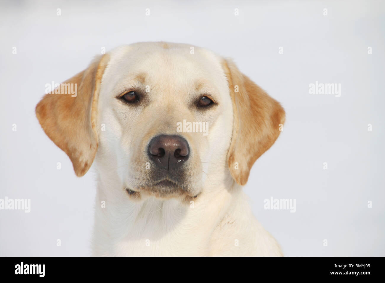 Labrador Retriever dog portrait Stock Photo - Alamy