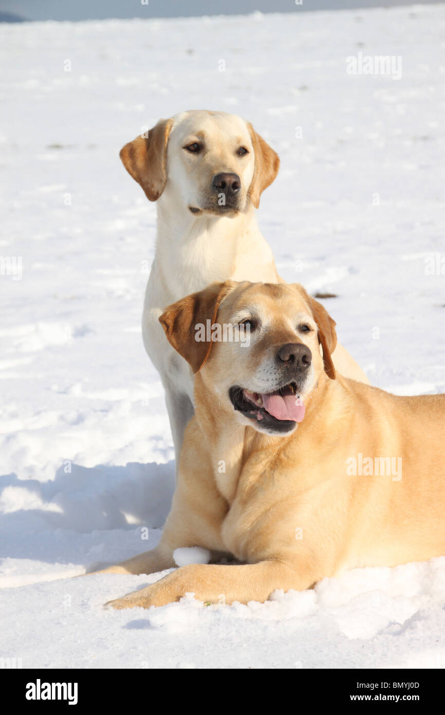 two Labrador Retriever dogs the snow Stock Photo - Alamy