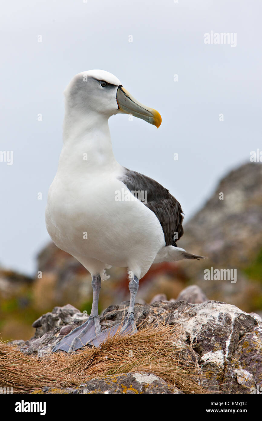 Shy Albatross Thalassarche cauta Stock Photo - Alamy