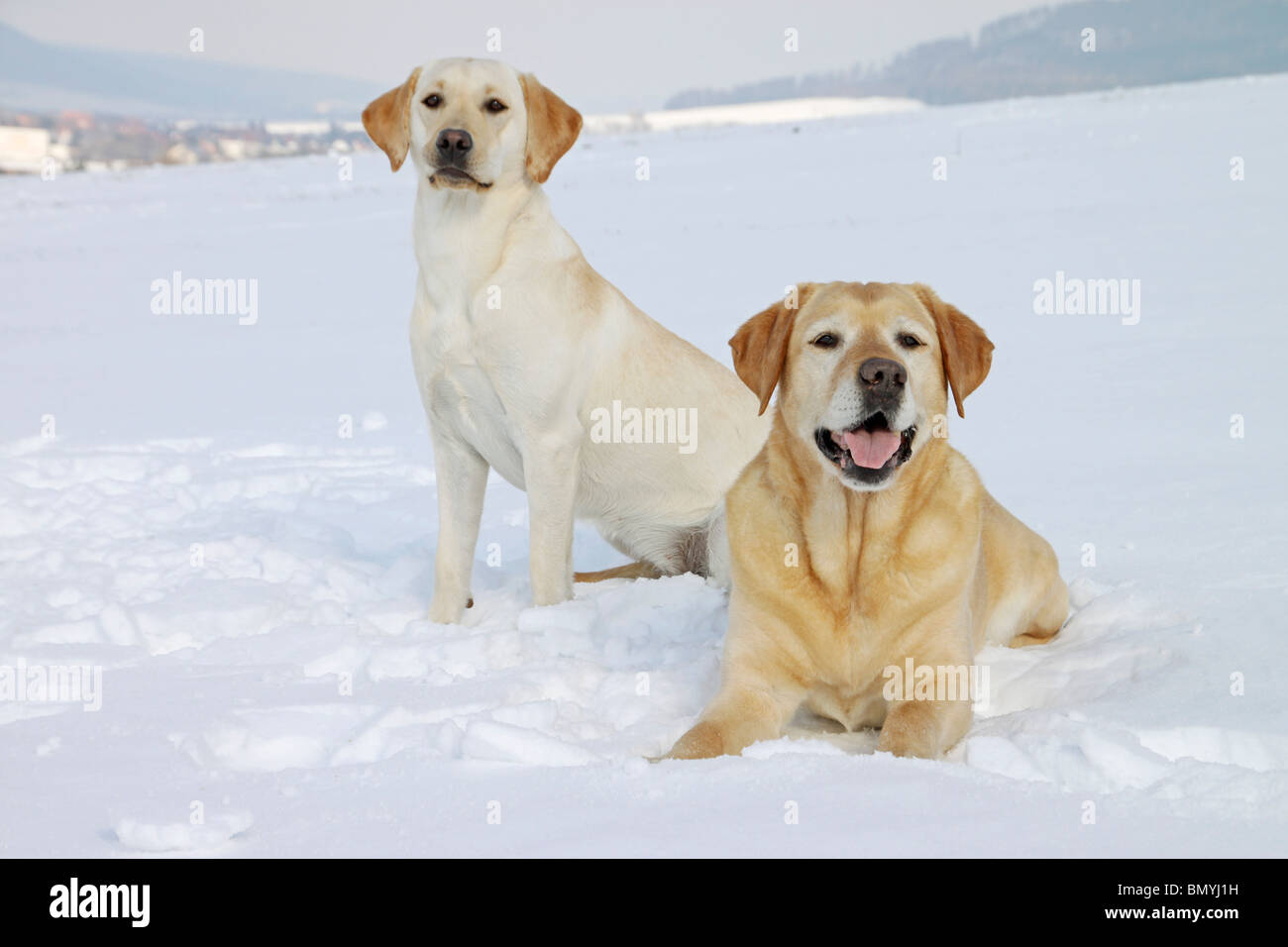 two Labrador Retriever dogs the snow Stock Photo - Alamy