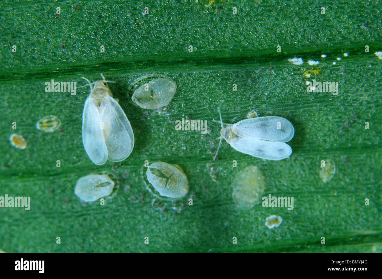 Cabbage white fly brassica hi-res stock photography and images - Alamy
